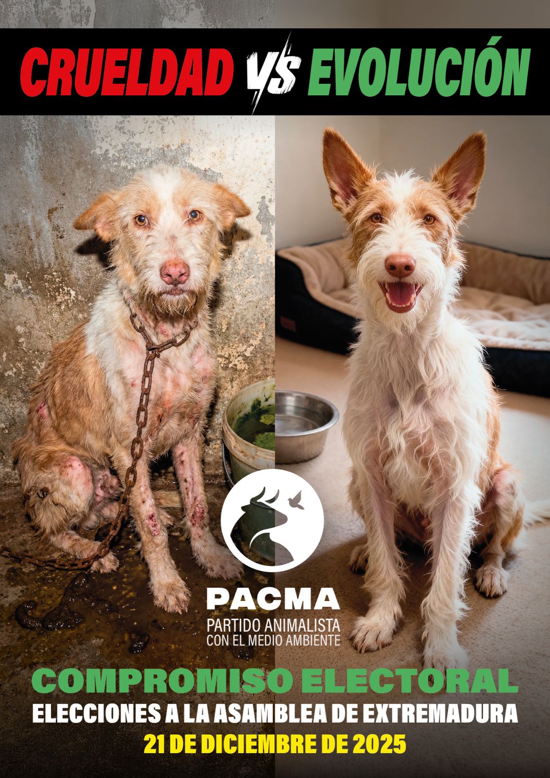 Presentamos nuestro programa electoral para Extremadura 21D: Crueldad o Evolución - PACMA